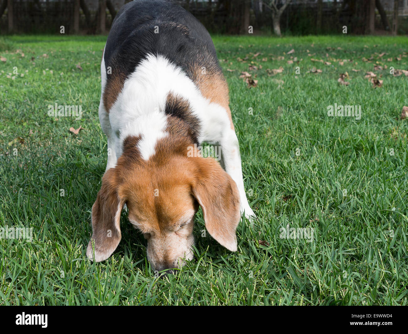 Beagle nose hi-res stock photography and images - Alamy