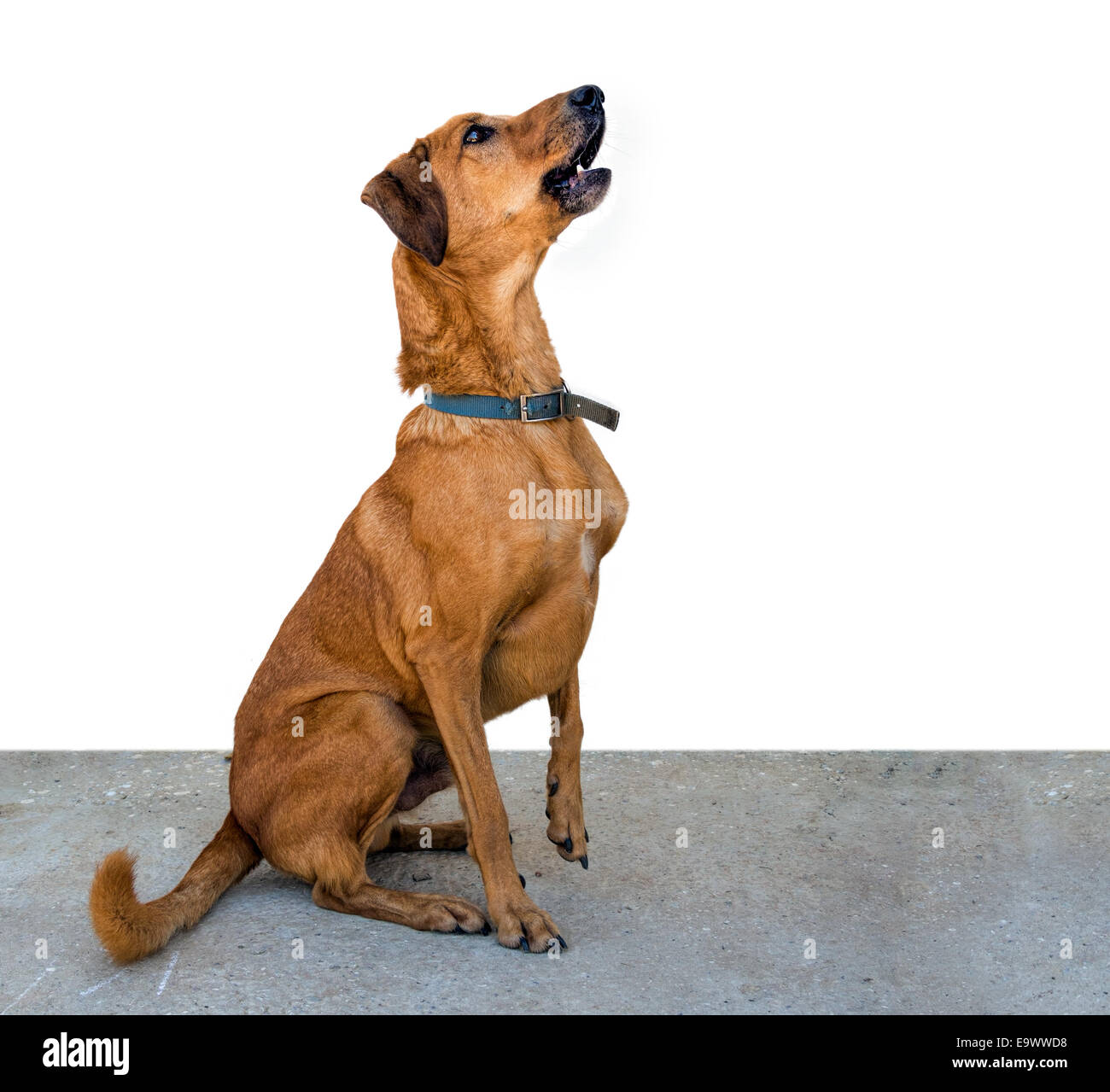 Brown dog waiting for command Stock Photo - Alamy