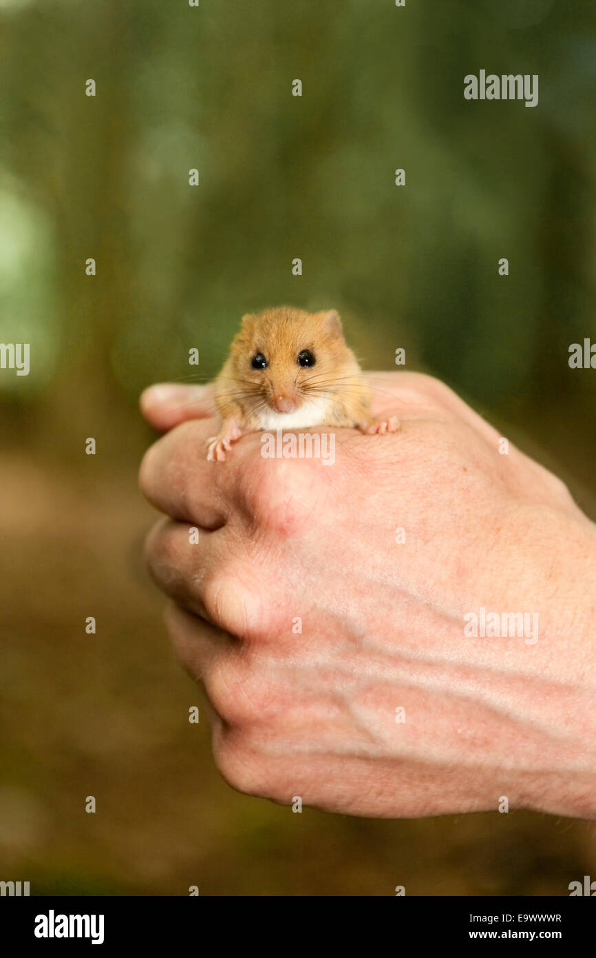Dormouse Conservation High Resolution Stock Photography and Images - Alamy