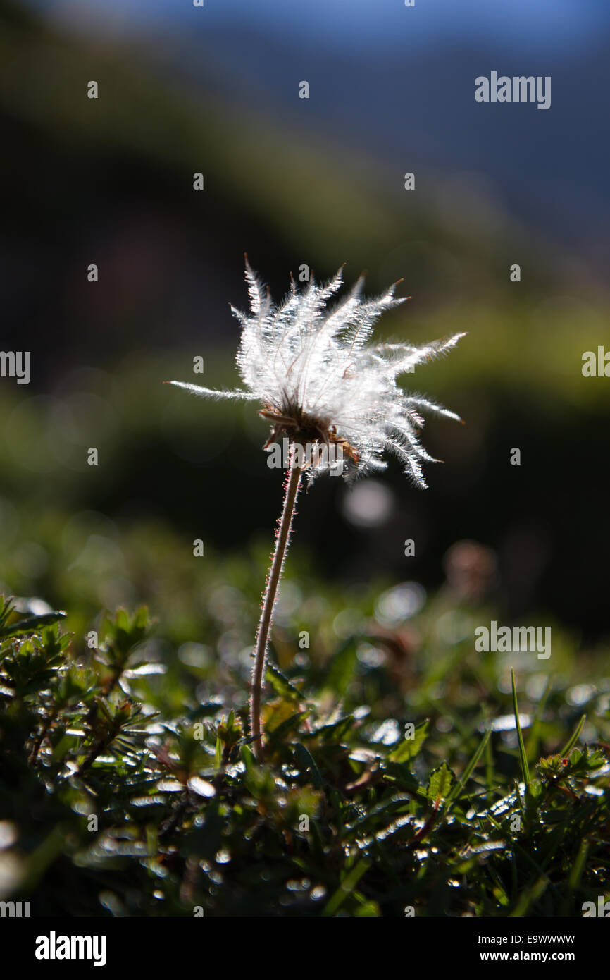 Slovenian alpine flower Stock Photo - Alamy