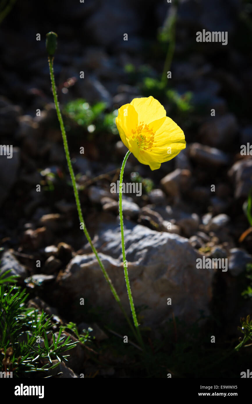 Slovenian alpine buttercup flower Stock Photo - Alamy
