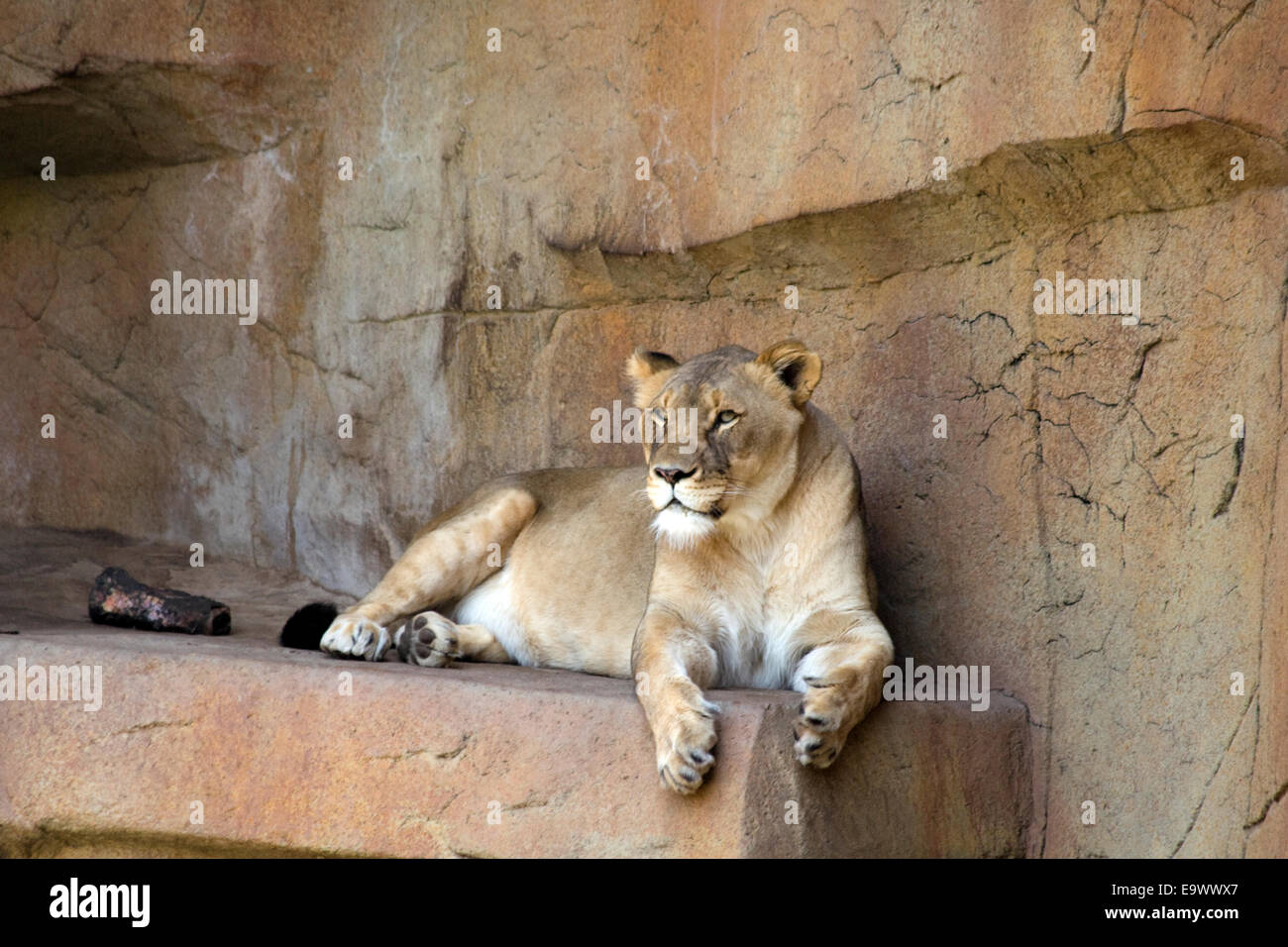 Nice lion hi-res stock photography and images - Alamy