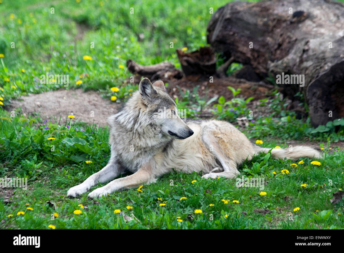 Wolf at Brookfield Zoo Stock Photo - Alamy