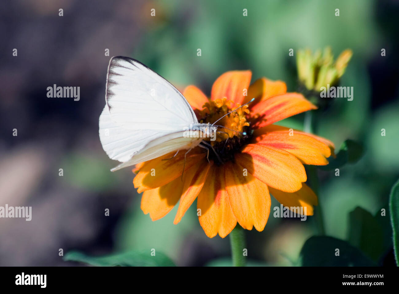 Great Southern White (Ascia monuste) butterfly Stock Photo - Alamy