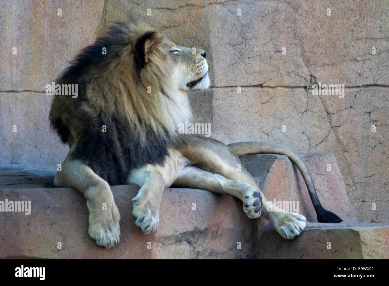Nice lion hi-res stock photography and images - Alamy