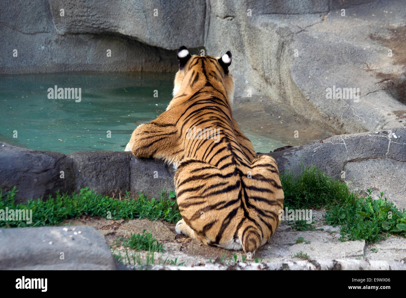 Digital tiger hi-res stock photography and images - Alamy