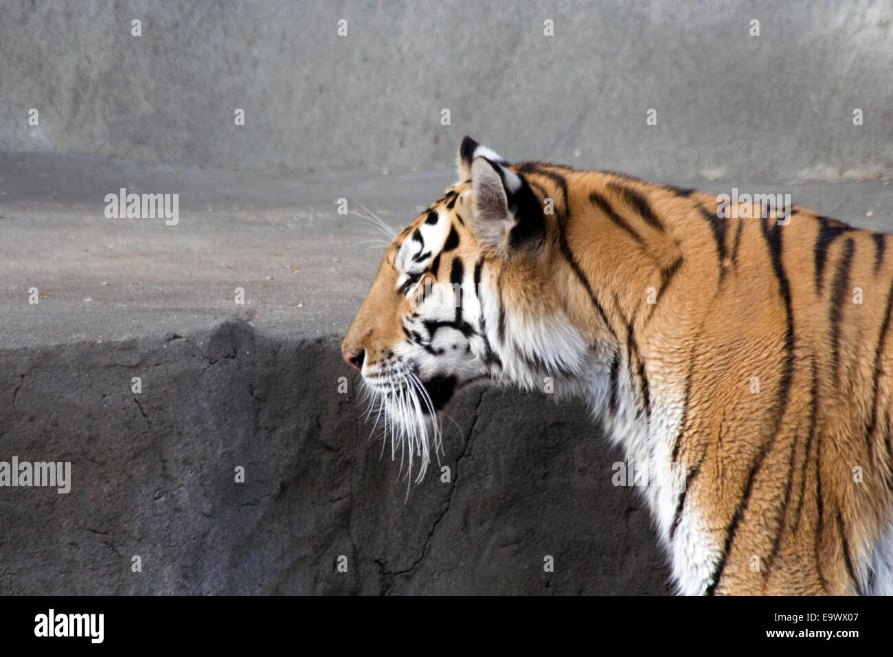 Digital tiger hi-res stock photography and images - Alamy