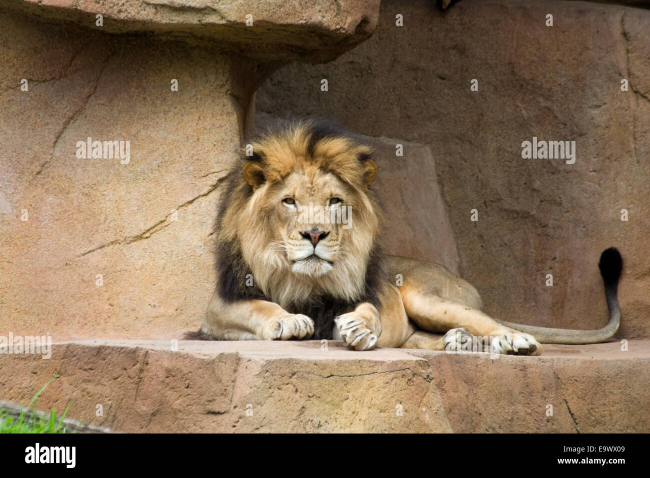 Nice lion hi-res stock photography and images - Alamy
