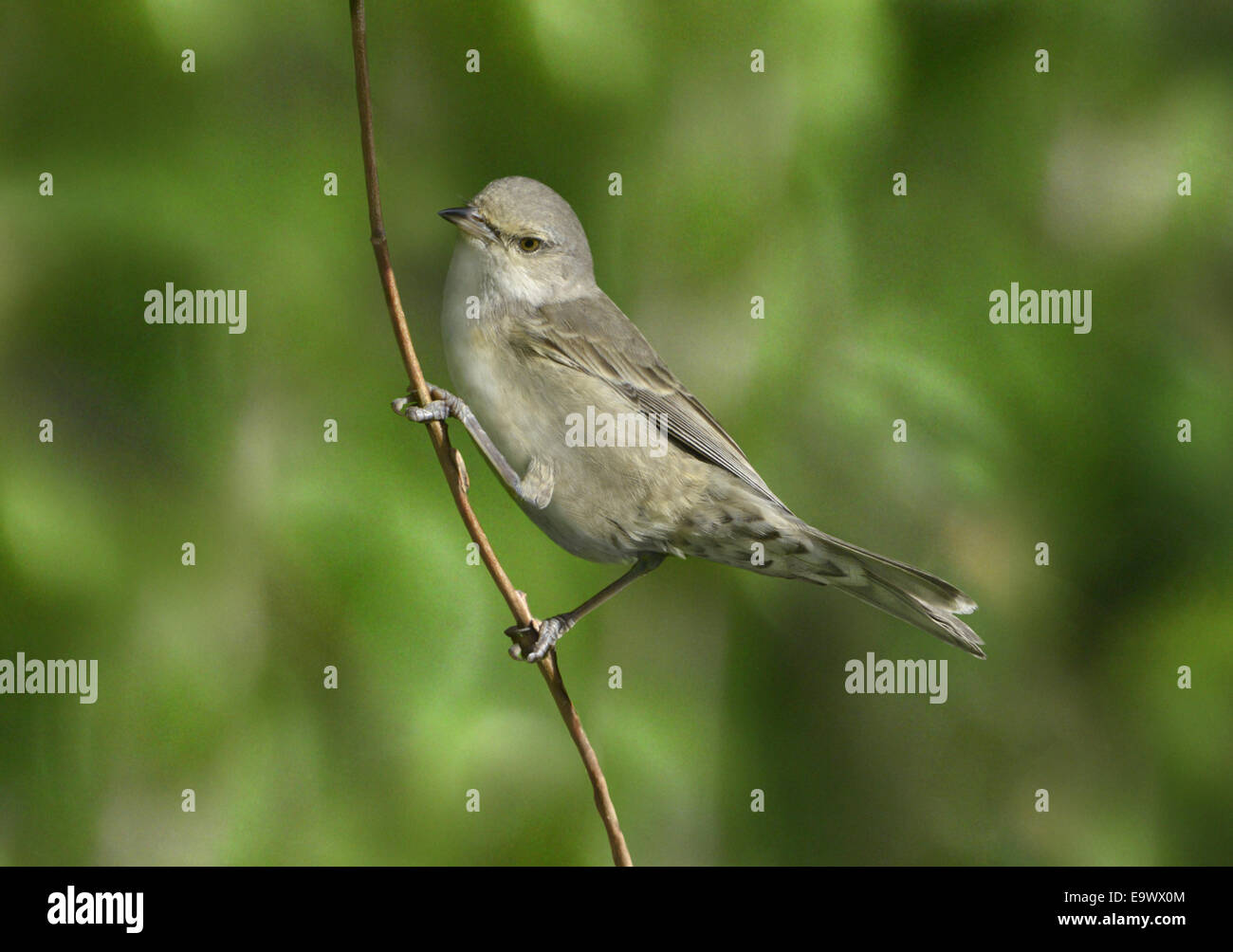 Warblers hi-res stock photography and images - Alamy