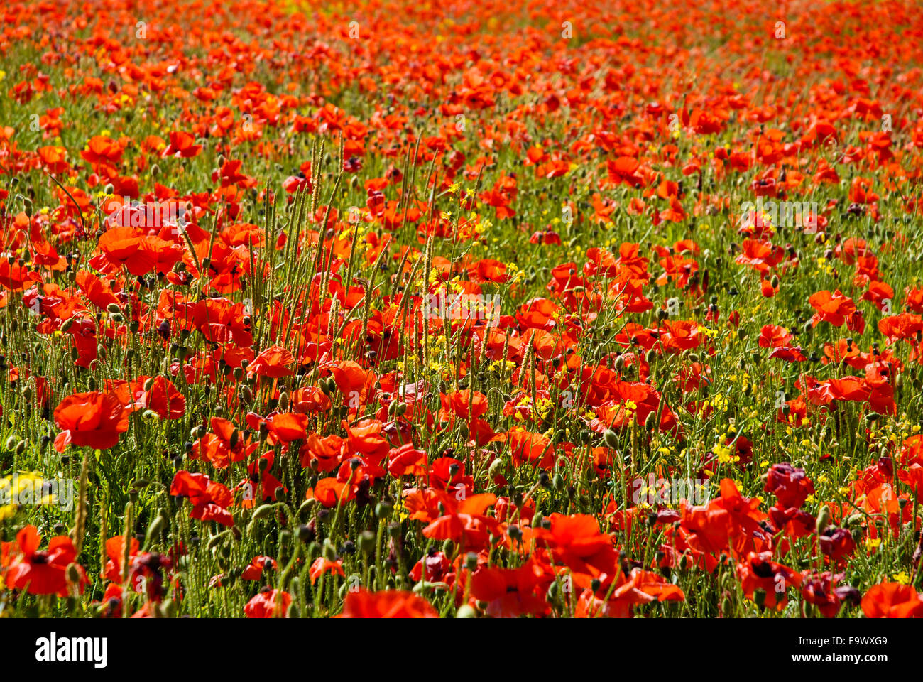 Poppy Day,Flanders poppies,Remembrance Services honoring the Dead ...