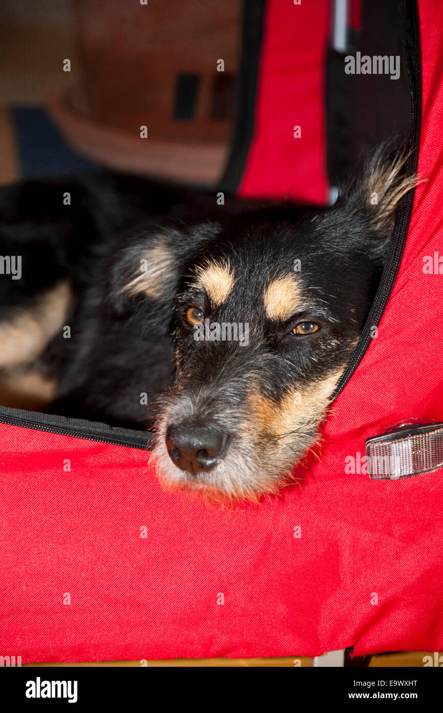 Young Dog in a Box Stock Photo - Alamy