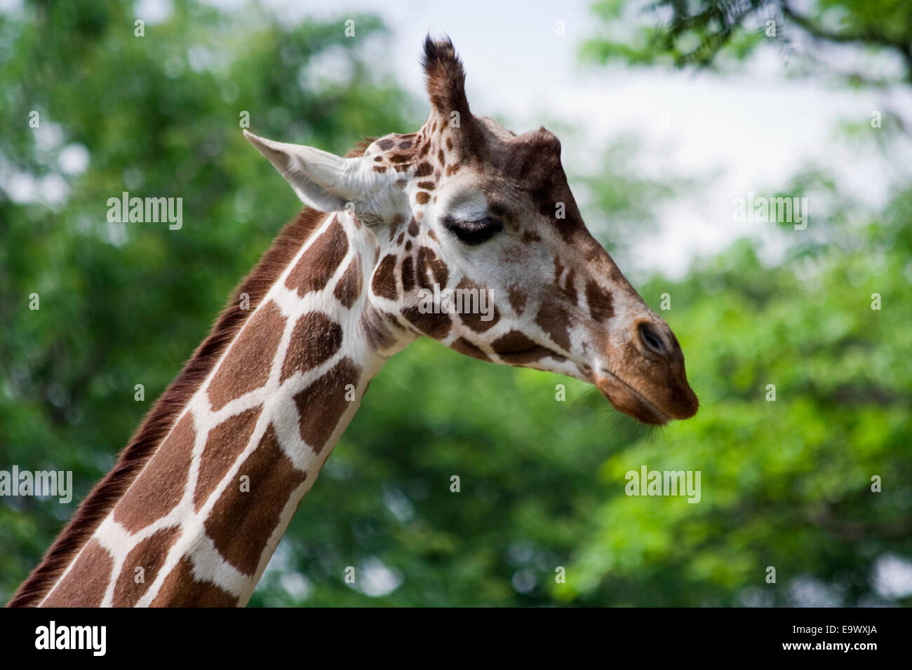 Nice giraffe hi-res stock photography and images - Alamy