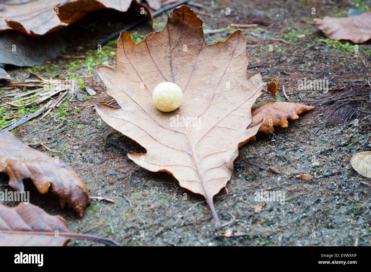 Fallen oak hi-res stock photography and images - Alamy