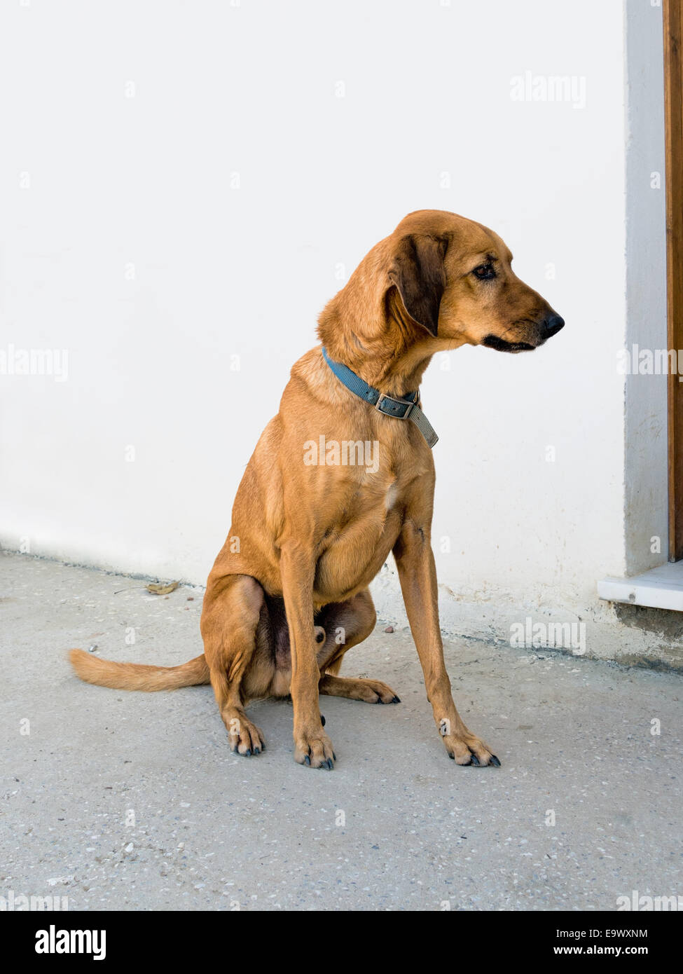 Dog waiting door hi-res stock photography and images - Alamy