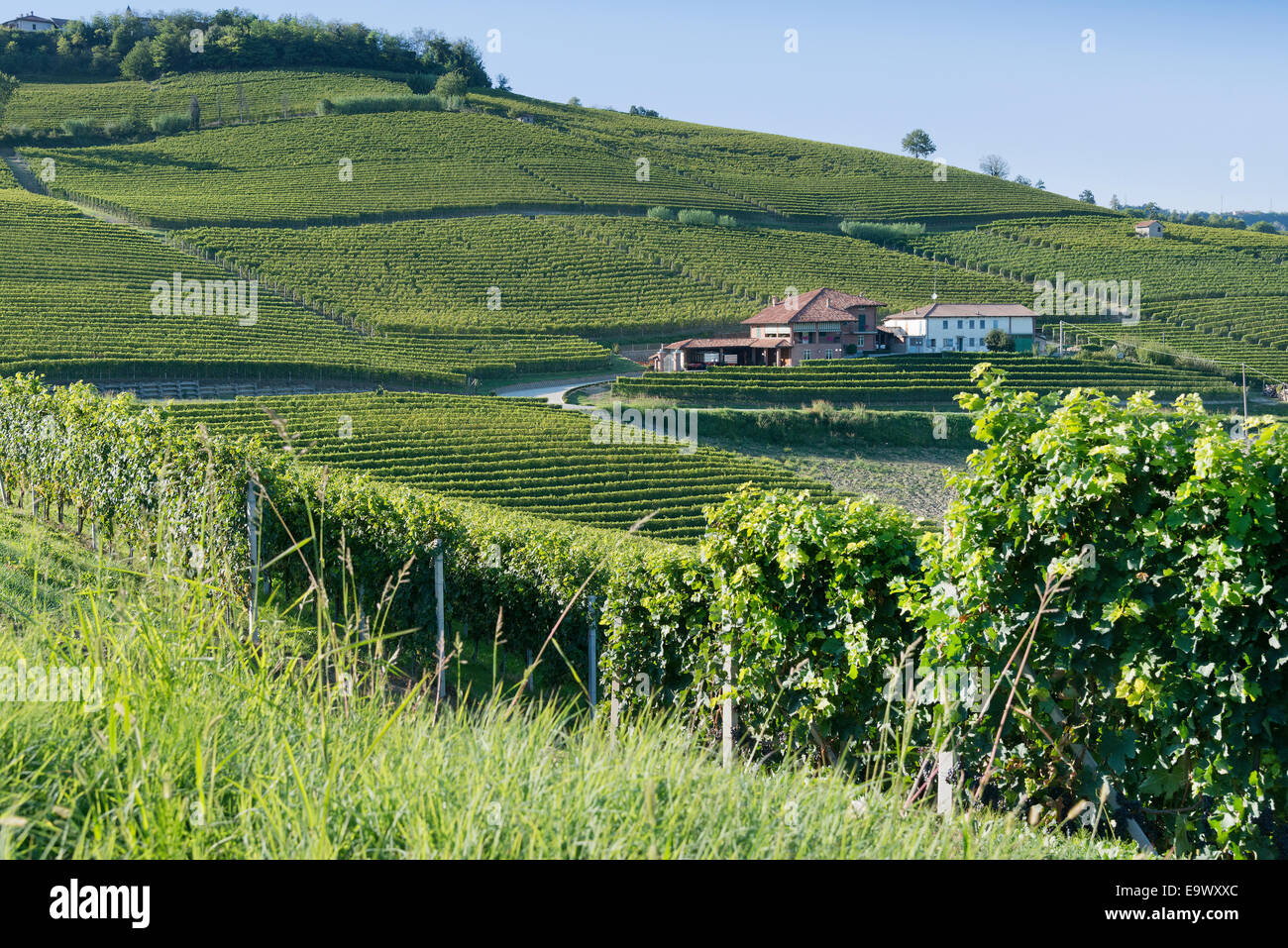 Italy,panorama of vineyards of Piedmont: Langhe-Roero and Monferrato on ...