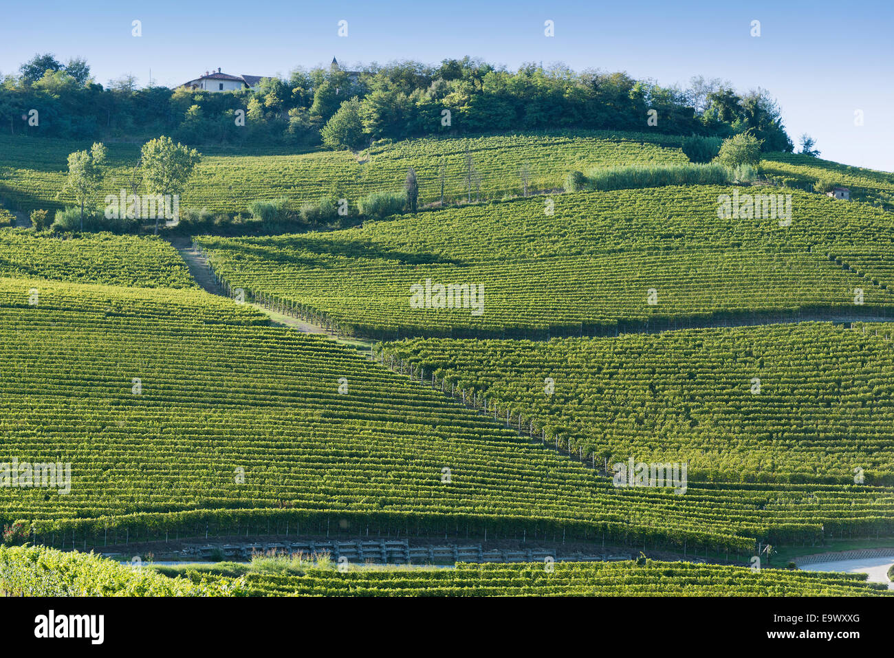 Italy,panorama of vineyards of Piedmont: Langhe-Roero and Monferrato on ...