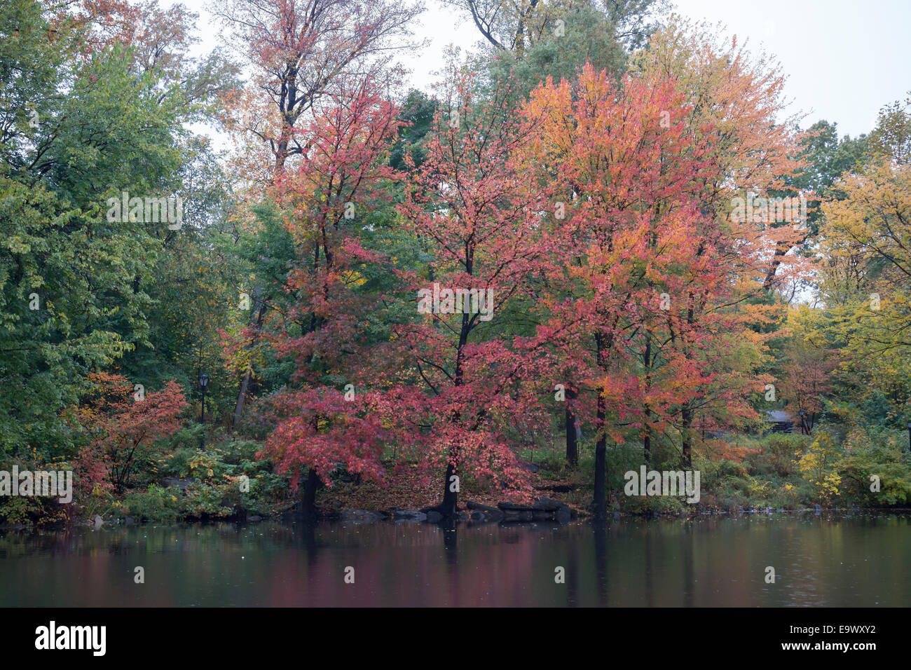 Trees are turning their Autumn colors in the rain in the North Woods ...