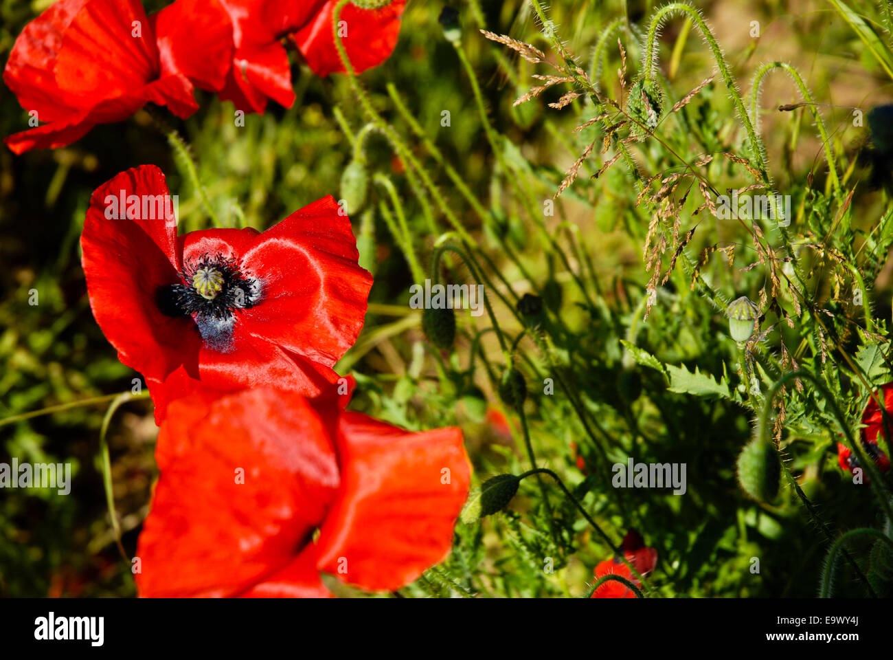 Poppy Day,Flanders poppies,Remembrance Services honoring the Dead ...