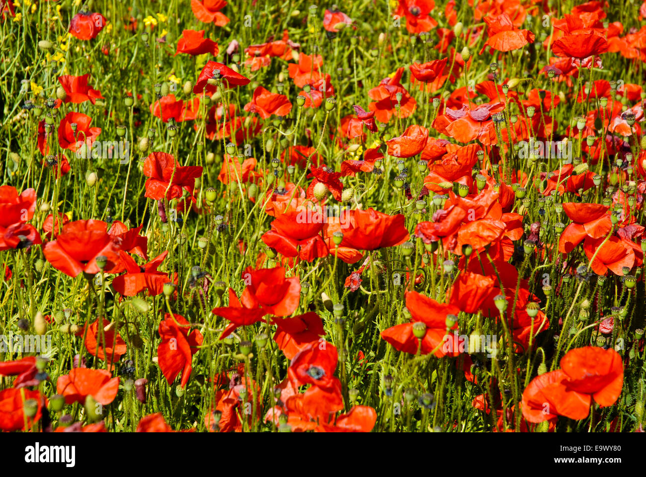 Poppy Day,Flanders poppies,Remembrance Services honoring the Dead ...