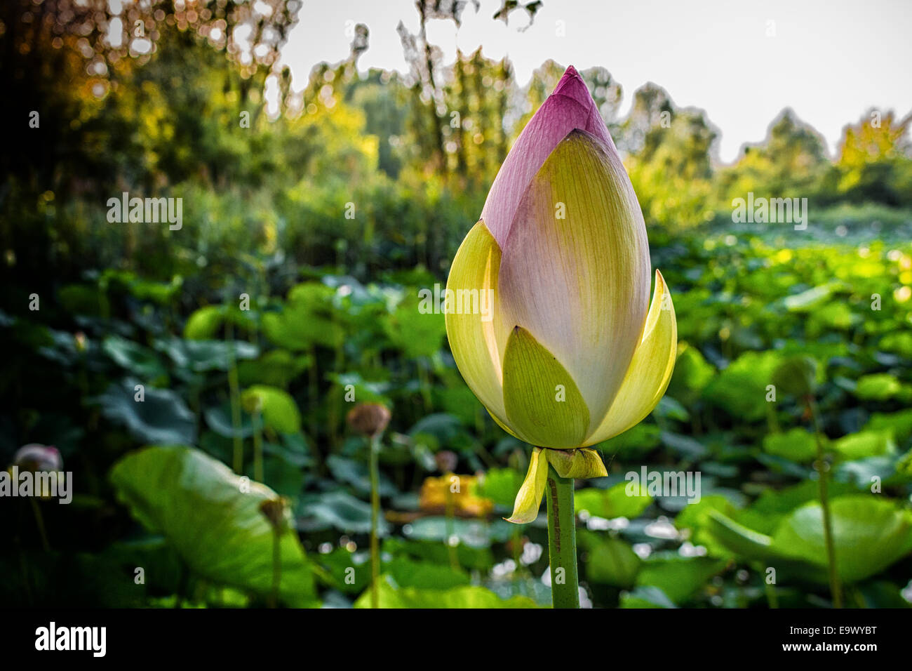 The natural reserve "Parco del loto" Lotus green area in Italy: a wide ...