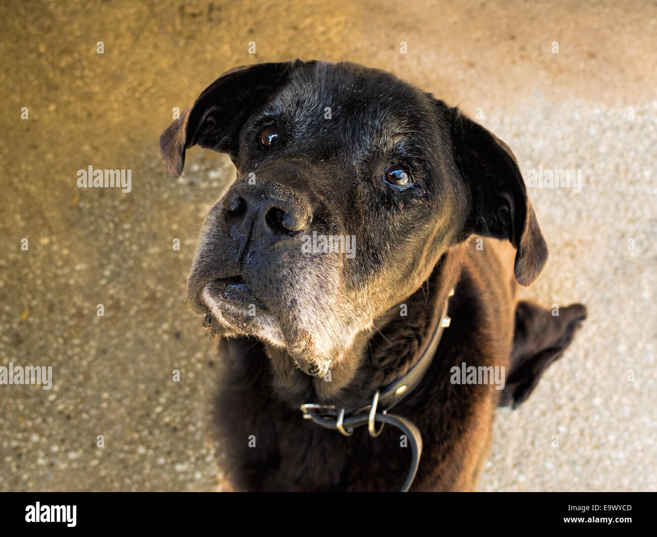 Winx Dog Black