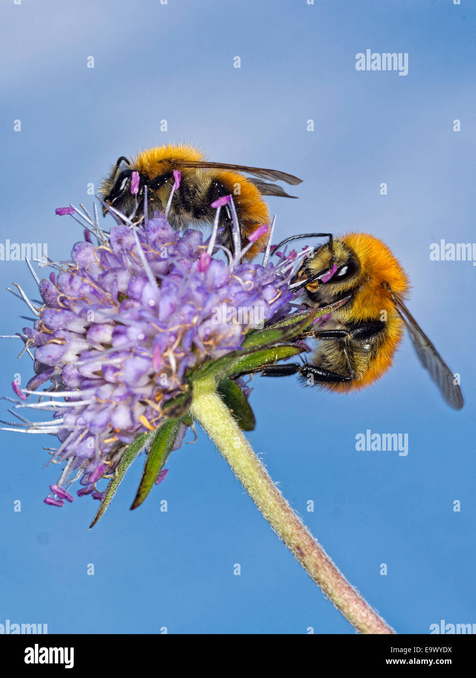 Scabious flower hi-res stock photography and images - Alamy