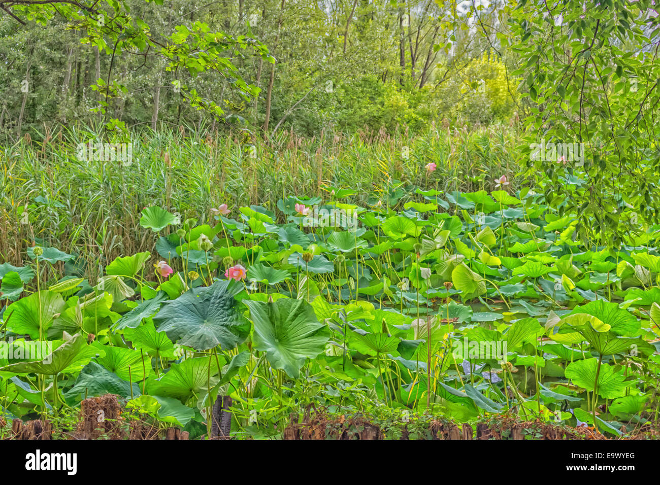 The natural reserve "Parco del loto" Lotus green area in Italy: a wide ...