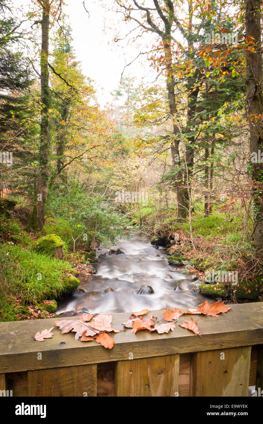 Autumn Leaves Fallen on Ledge of Wooden Bridge in the Woods Stock Photo ...