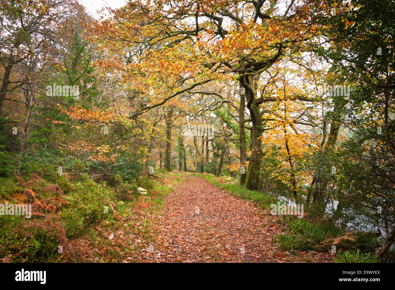 Autumn path woods hi-res stock photography and images - Alamy