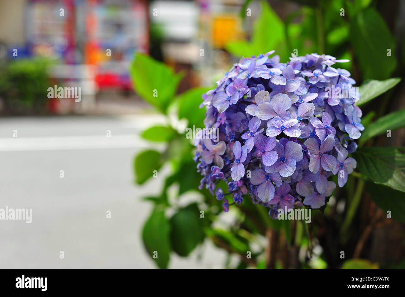 Hydrangea tokyo hi-res stock photography and images - Alamy