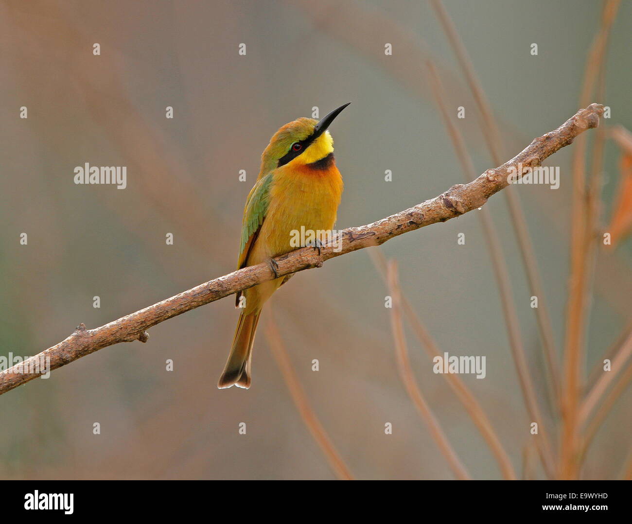 Little Bee-eater,Kotu,The Gambia Stock Photo - Alamy