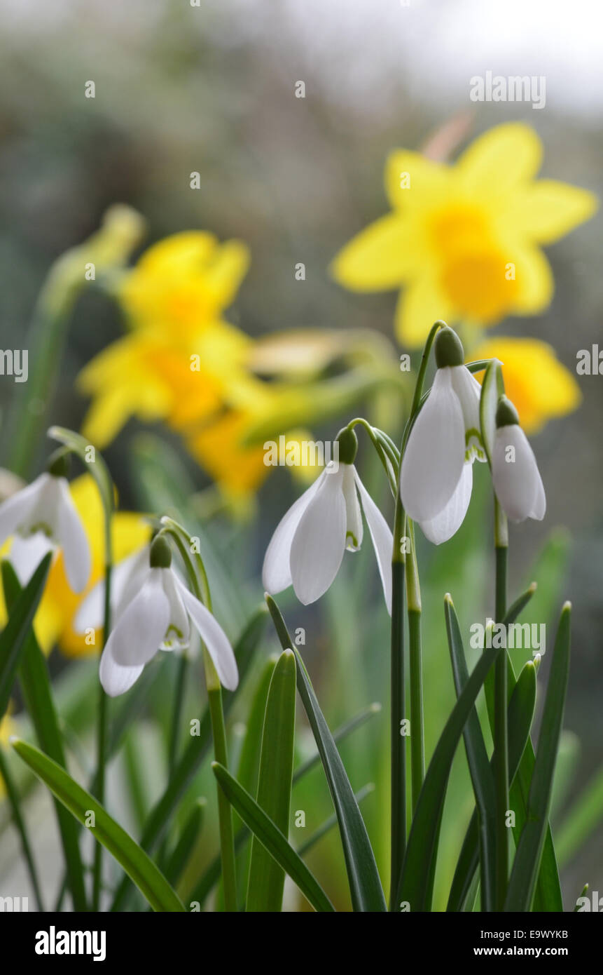 Daffodils and snowdrops hi-res stock photography and images - Alamy