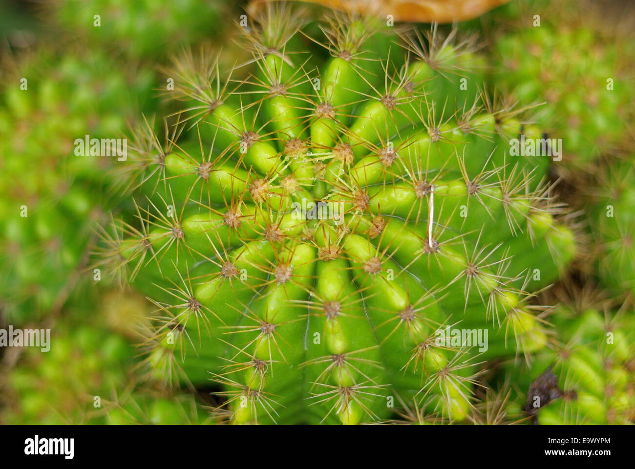 The top of cactus Stock Photo - Alamy