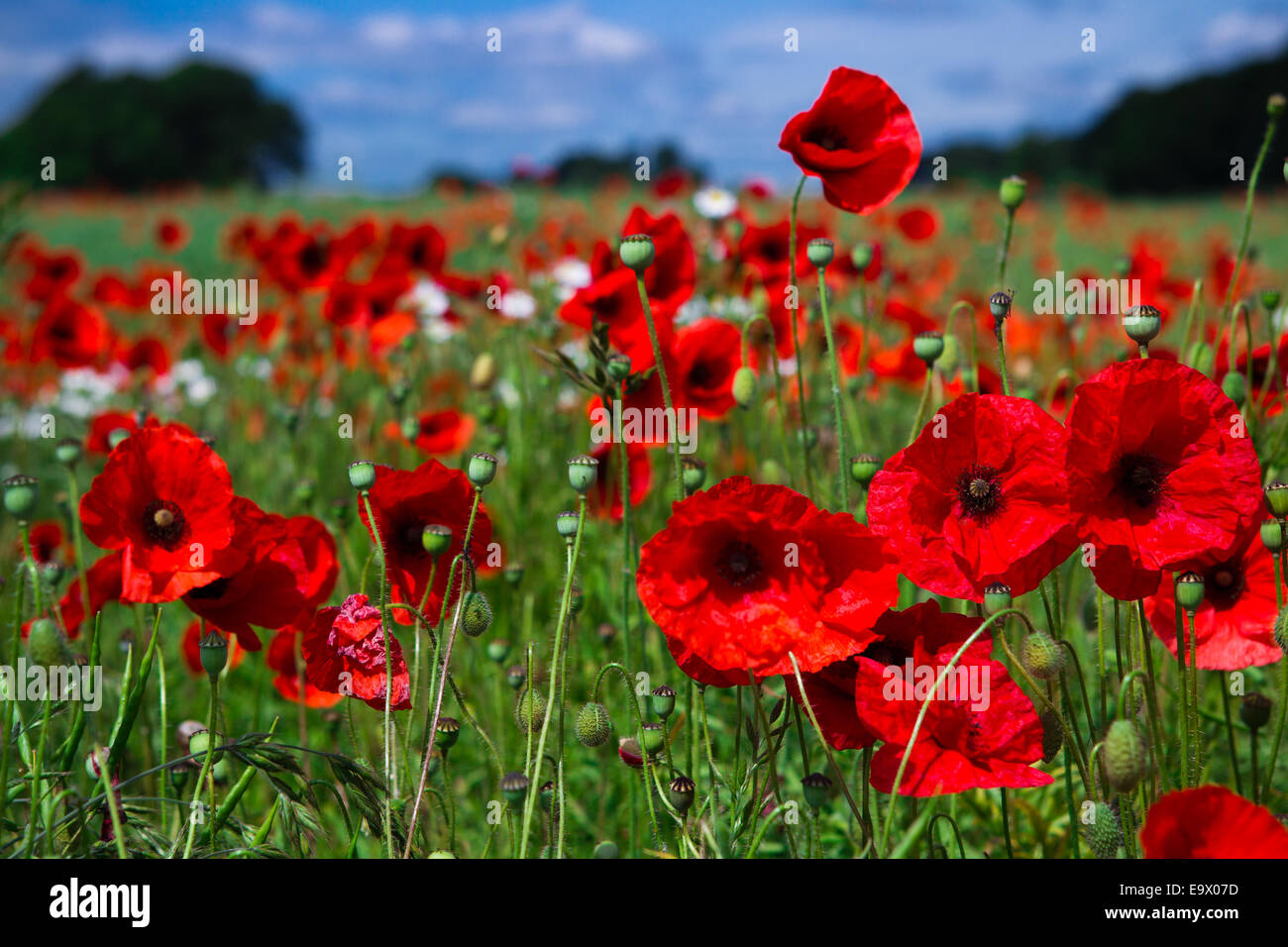 poppies in poppy field Stock Photo - Alamy
