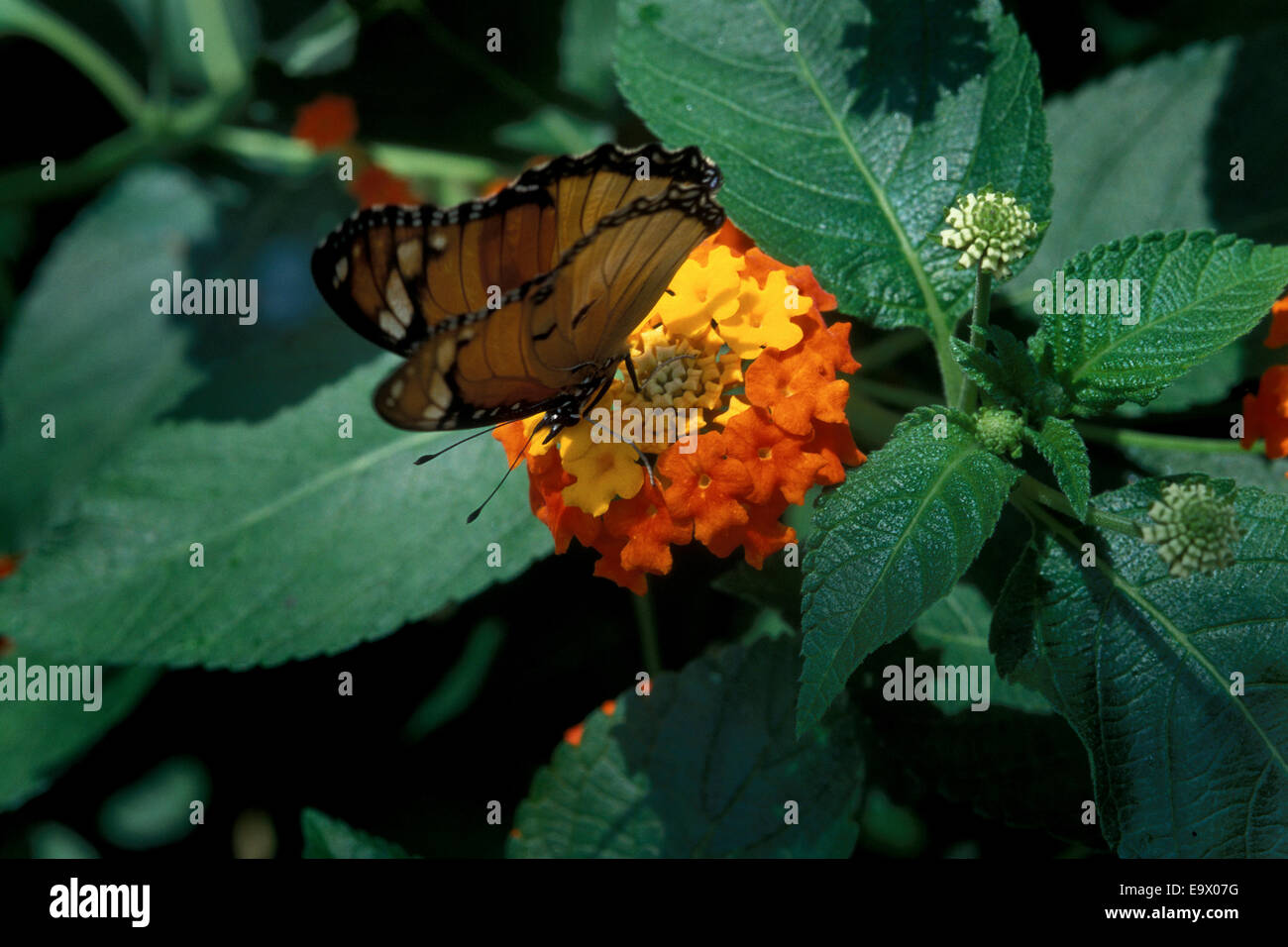 Monarch butterfly eating hi-res stock photography and images - Alamy