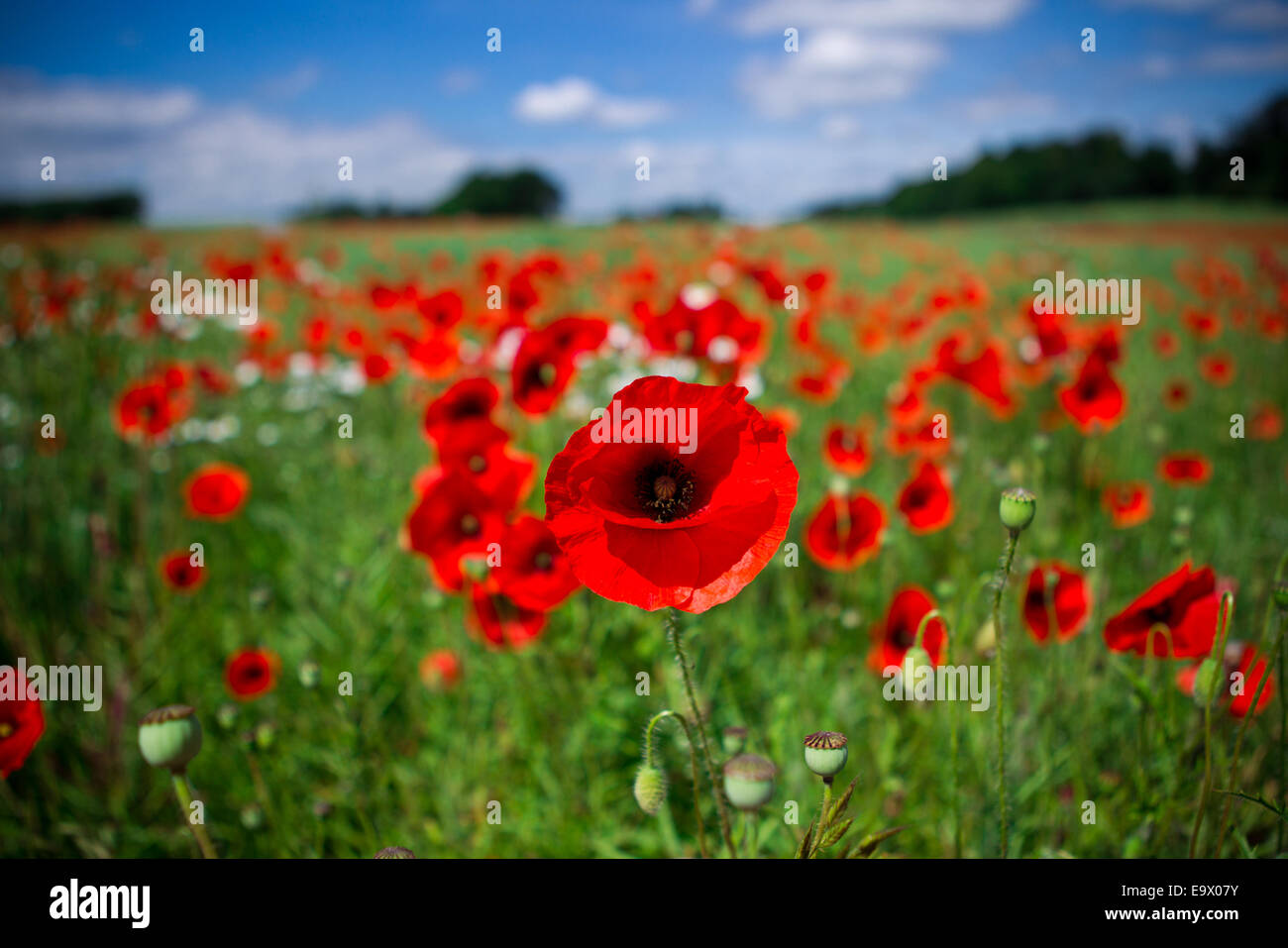 Somme poppy field hi-res stock photography and images - Alamy