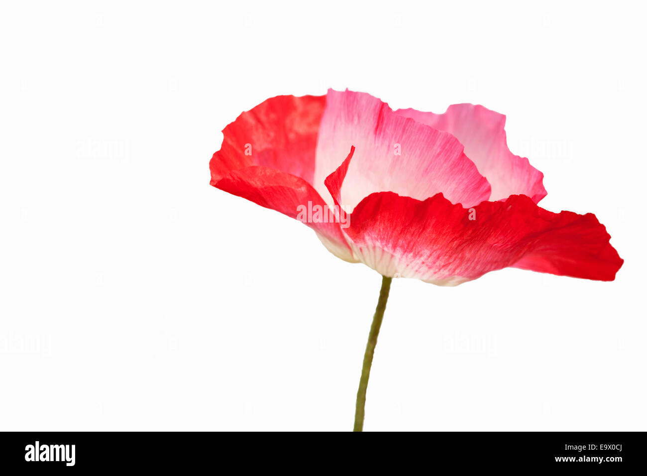 Papaver poppy hi-res stock photography and images - Alamy