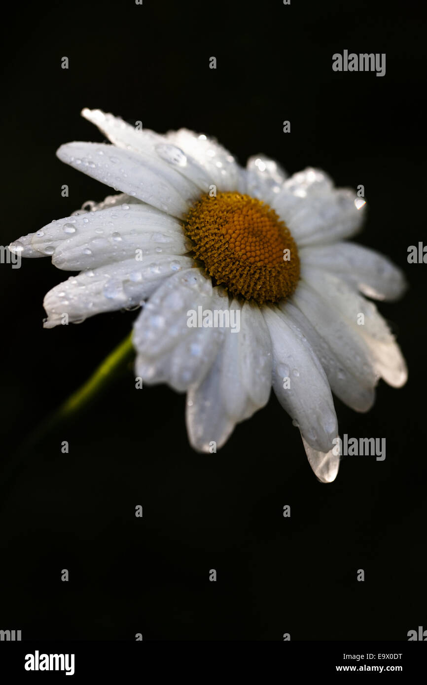Garden daisy uk hi-res stock photography and images - Alamy