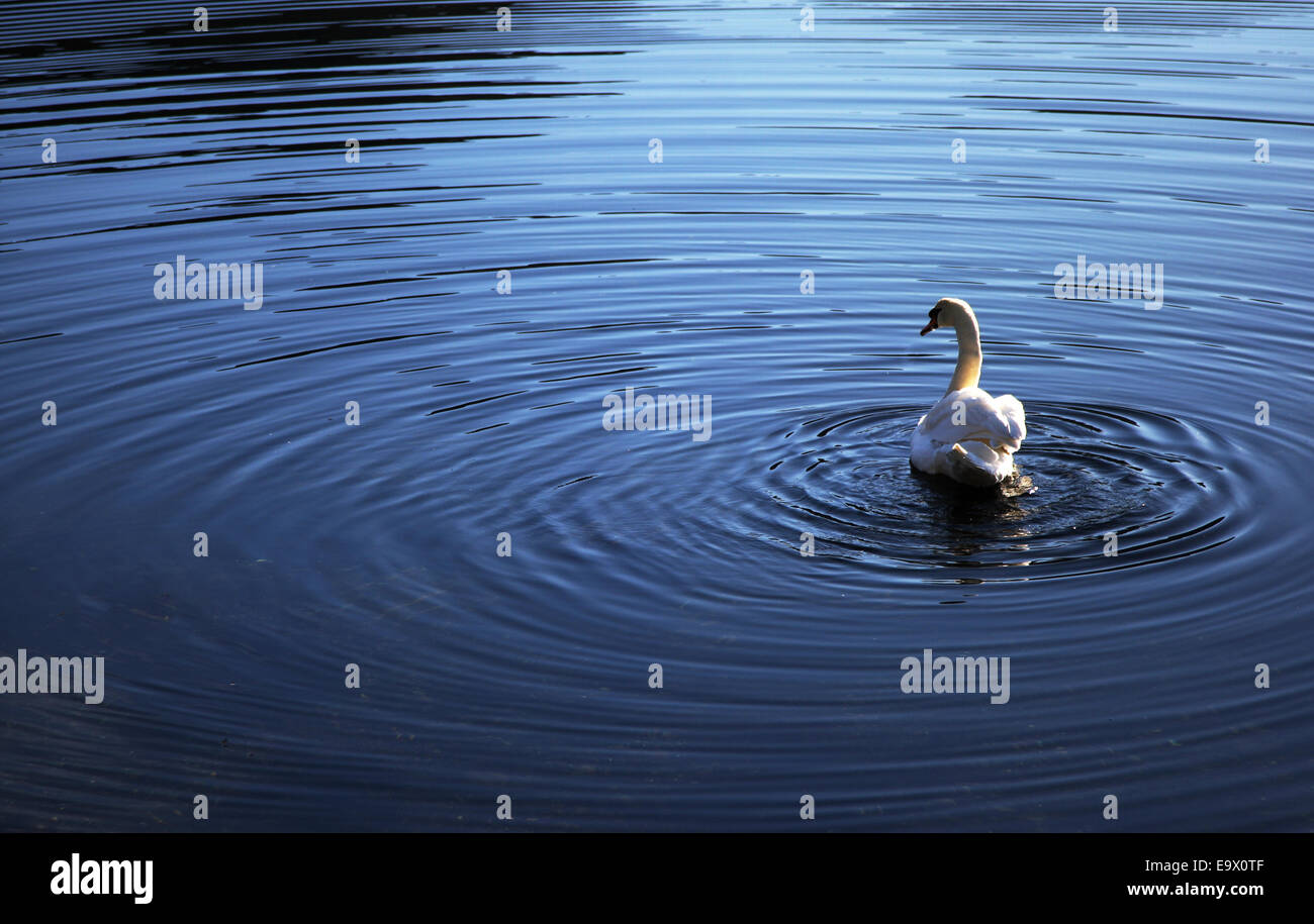 Circular waves in white liquid hi-res stock photography and images - Alamy