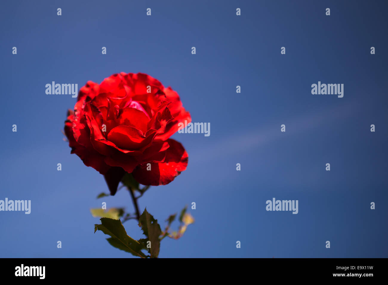 Dresden, Germany. 03rd Nov, 2014. A red rose is pictured in front of a ...