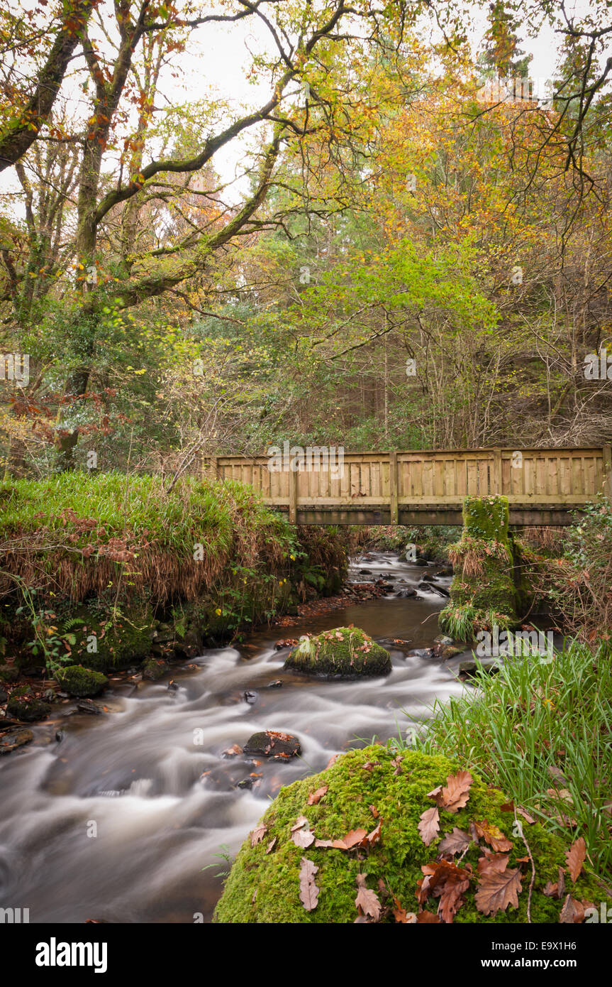 Stream in woods hi-res stock photography and images - Alamy