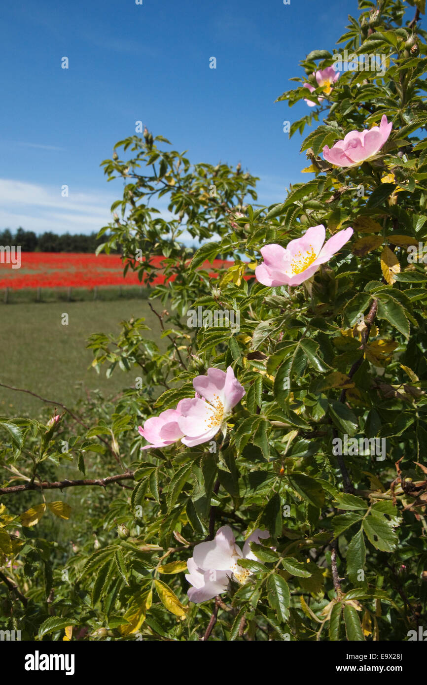 Britain wild dog rose hedgerow hi-res stock photography and images - Alamy