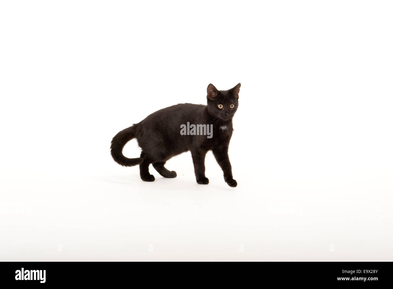 6 month old hi-res stock photography and images - Alamy