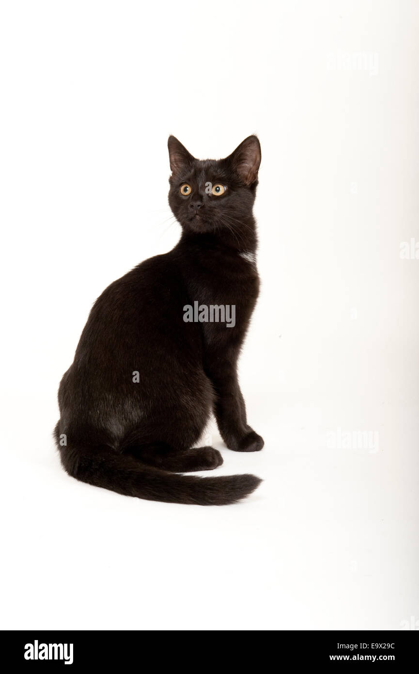 6 month old Kitten UK Stock Photo - Alamy