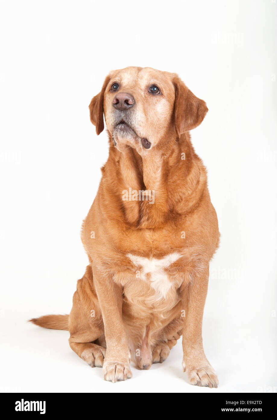 Labrador dog hi-res stock photography and images - Alamy