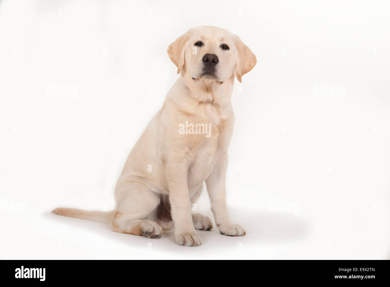Labrador puppy 3 months old in studio UK Stock Photo - Alamy