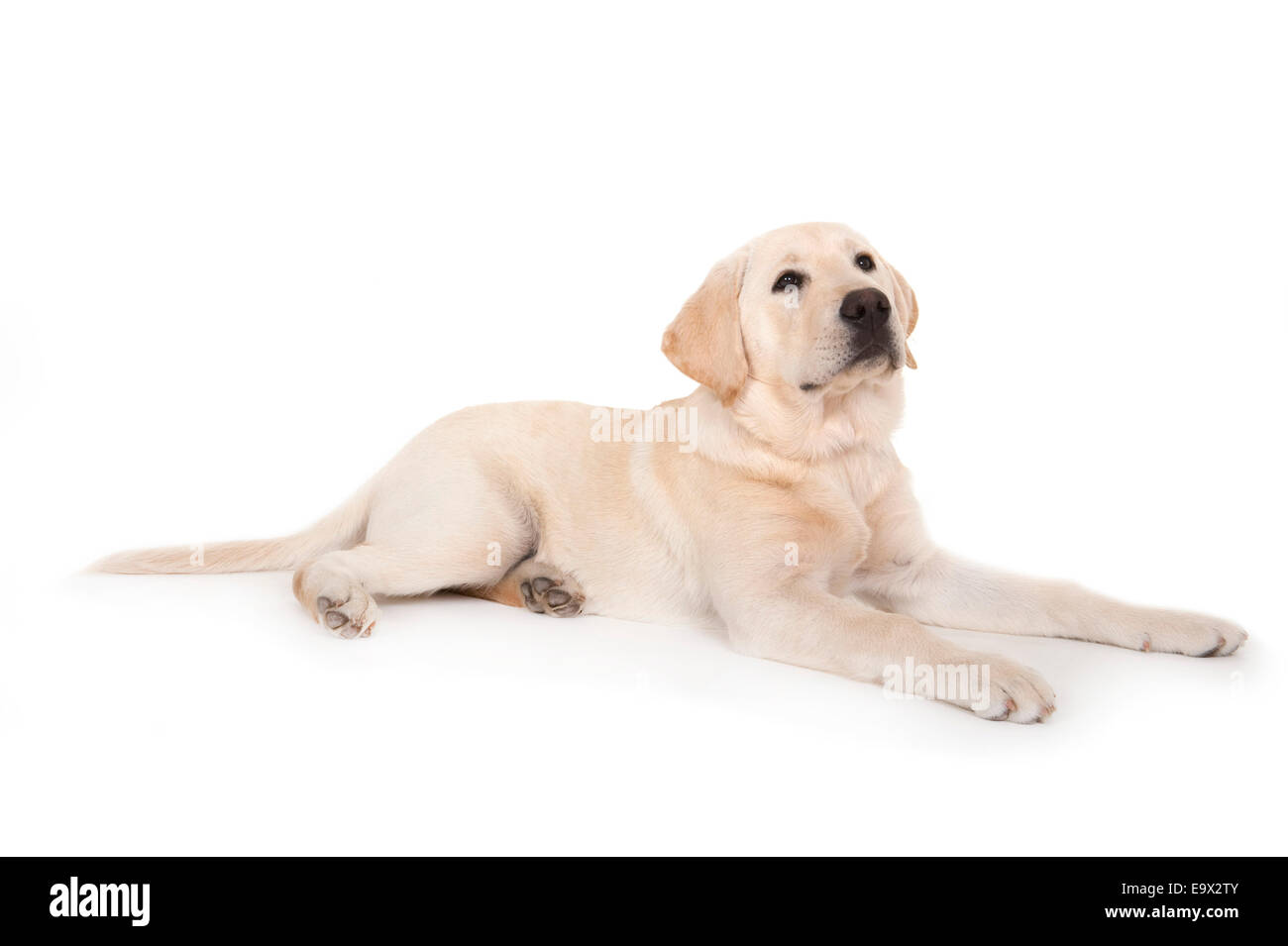 Labrador puppy 3 months old in studio UK Stock Photo - Alamy