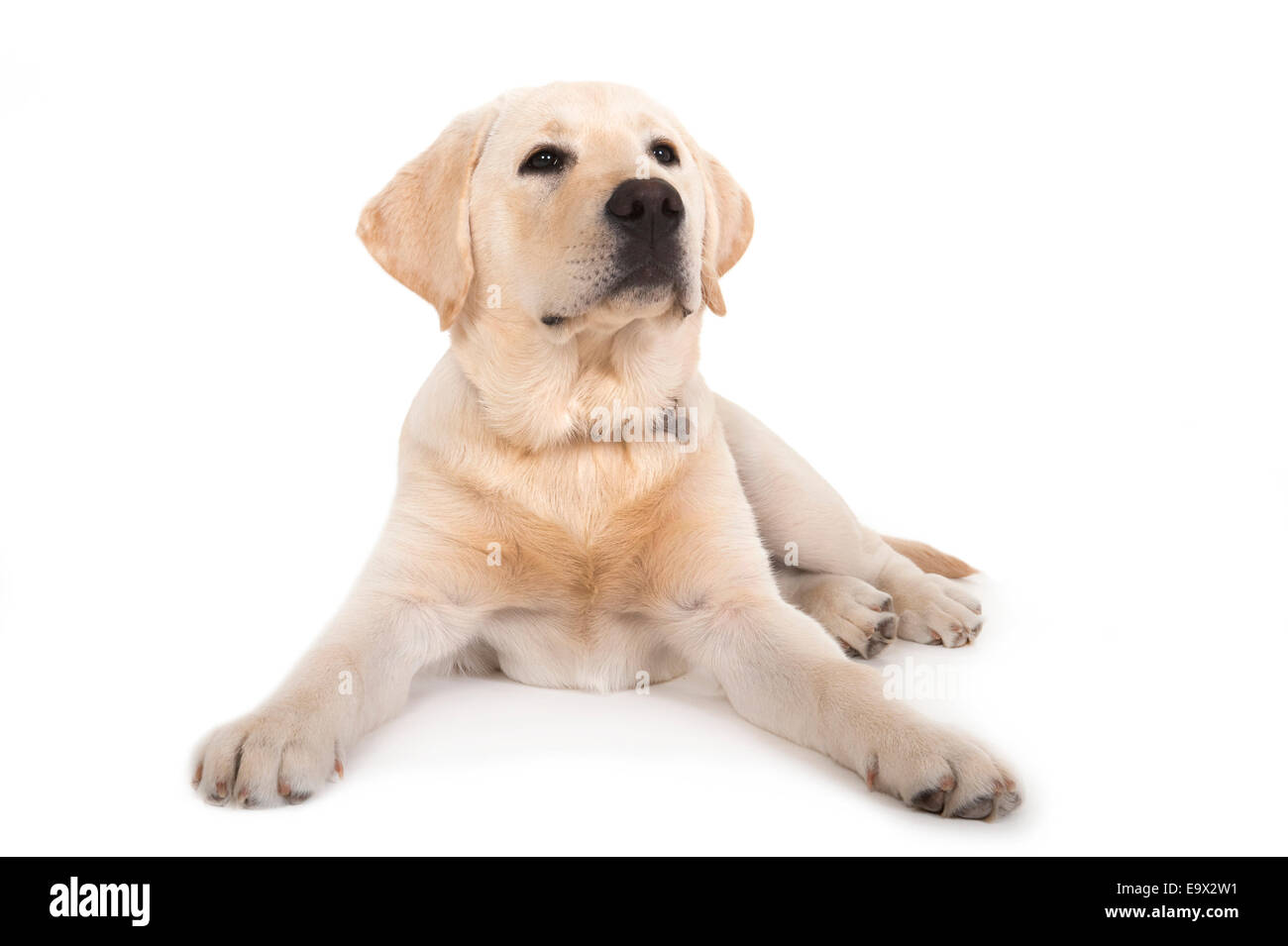 Labrador puppy 3 months old in studio UK Stock Photo - Alamy