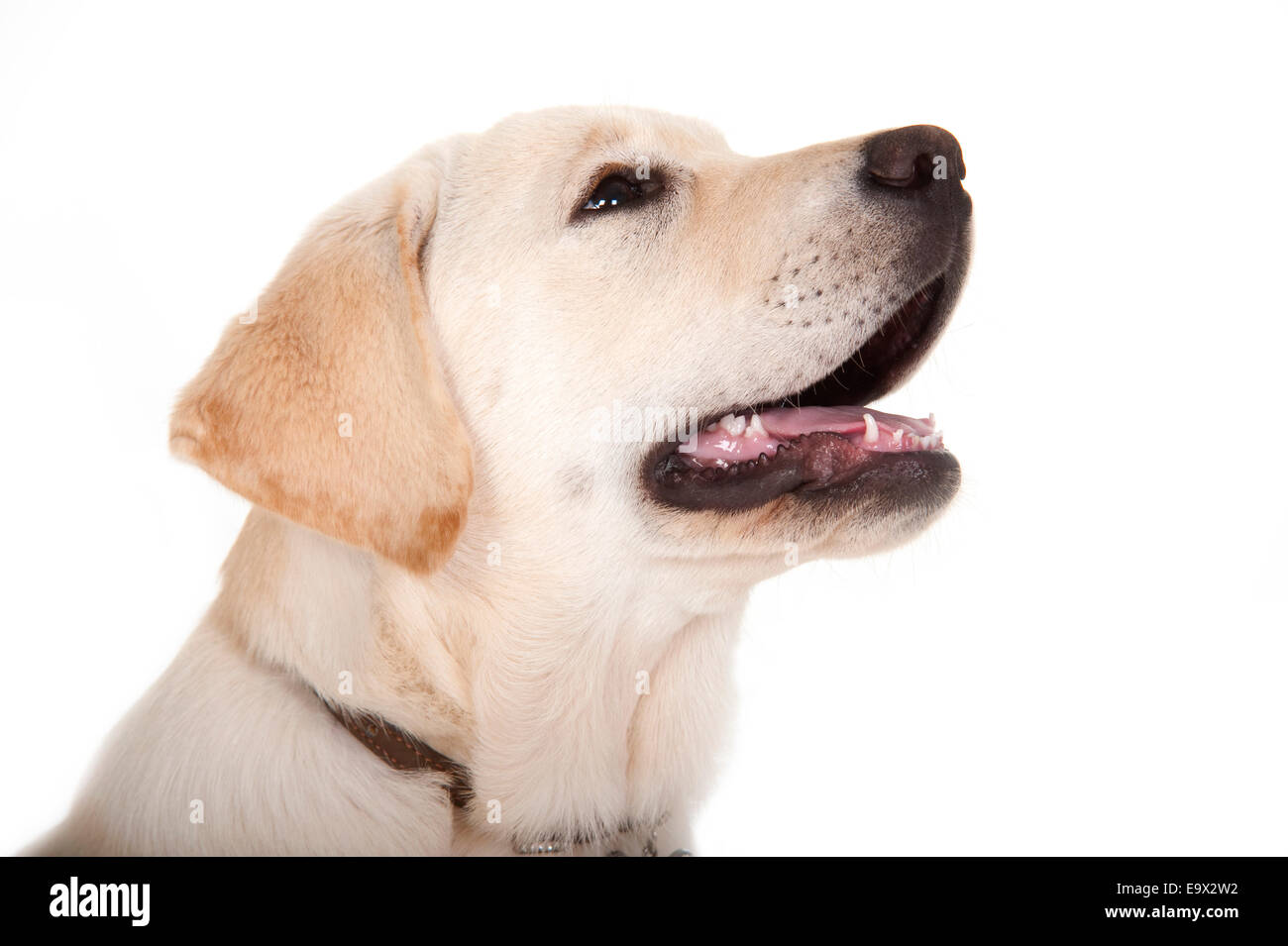 Labrador puppy 3 months old in studio UK Stock Photo - Alamy