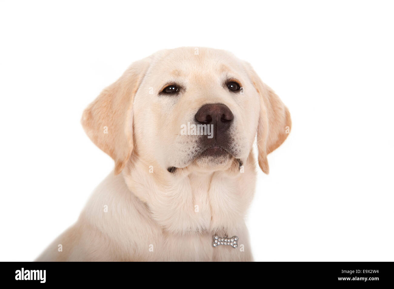 Labrador puppy 3 months old in studio UK Stock Photo - Alamy